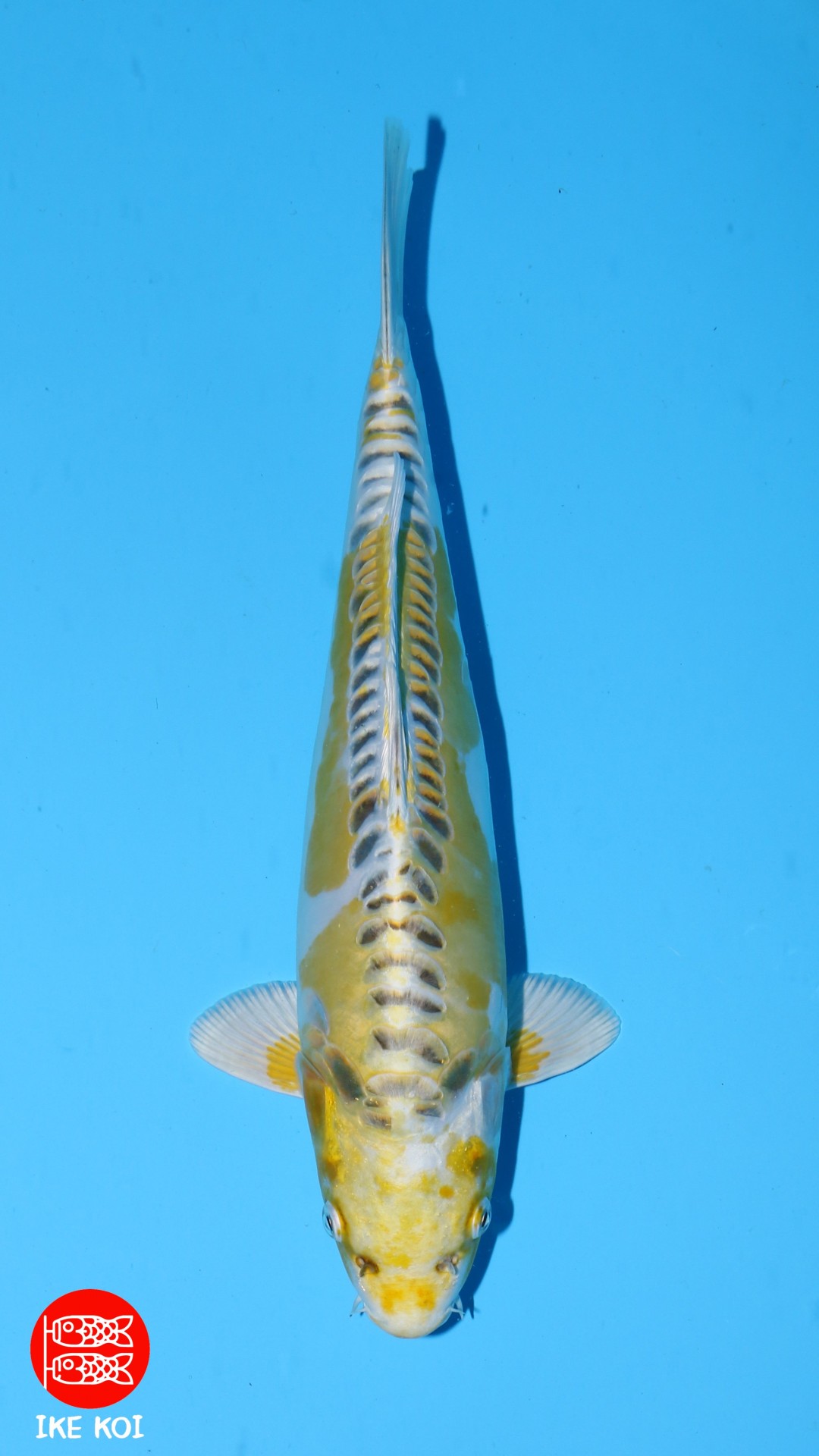 Doitsu Hariwake, éleveur Aoki