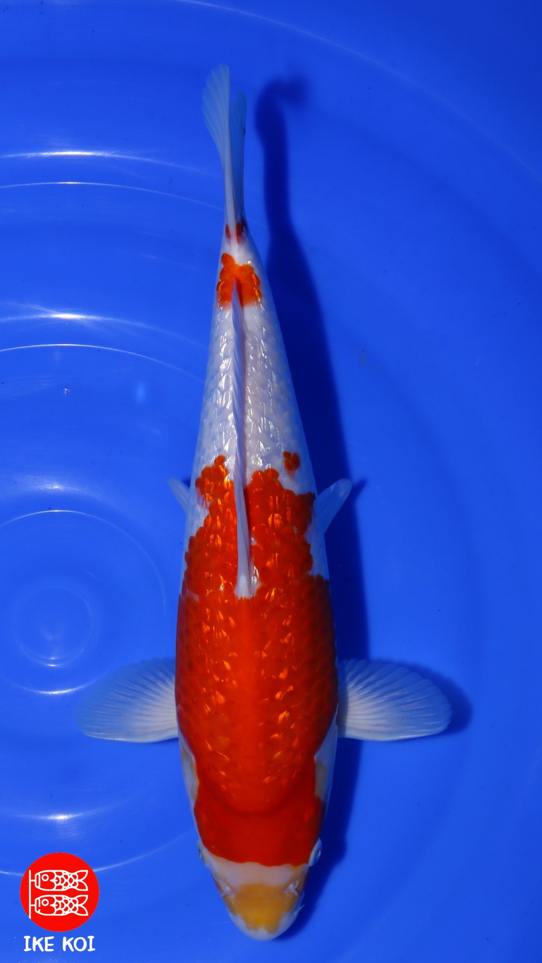 Ginrin Kohaku, Genjiro