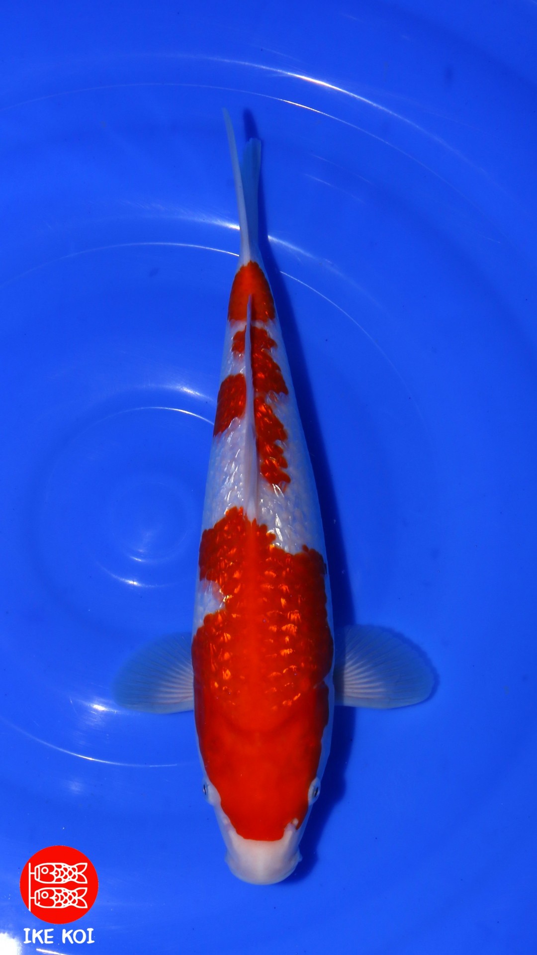 Ginrin Kohaku, Genjiro