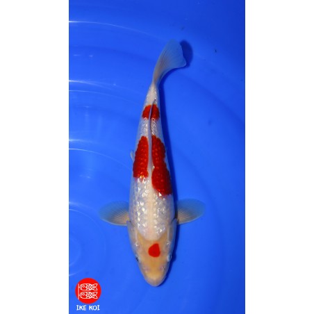 Ginrin Kohaku, Genjiro