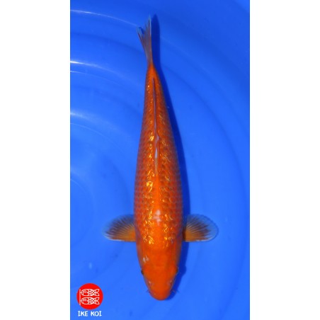 Ginrin Red Karashigoi